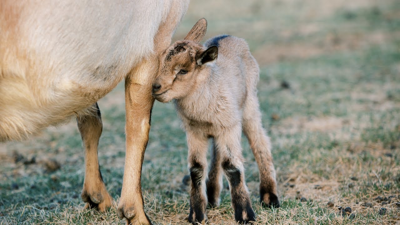 Dairy Farm Partner Highlight: Humfleets Nubian Dairy Goats! | Bend Soap ...