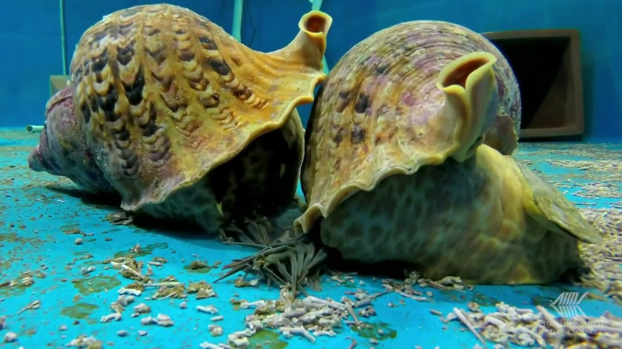 Triton Trumpet Snail (Charonia tritonis) and Crown of thorns Starfish ...