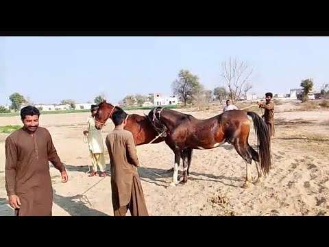 Horse meeting for breeding ￼