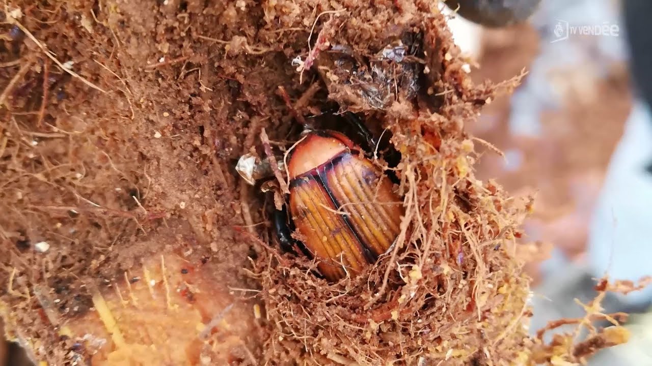 Le charançon rouge, véritable fléau des palmiers - YouTube