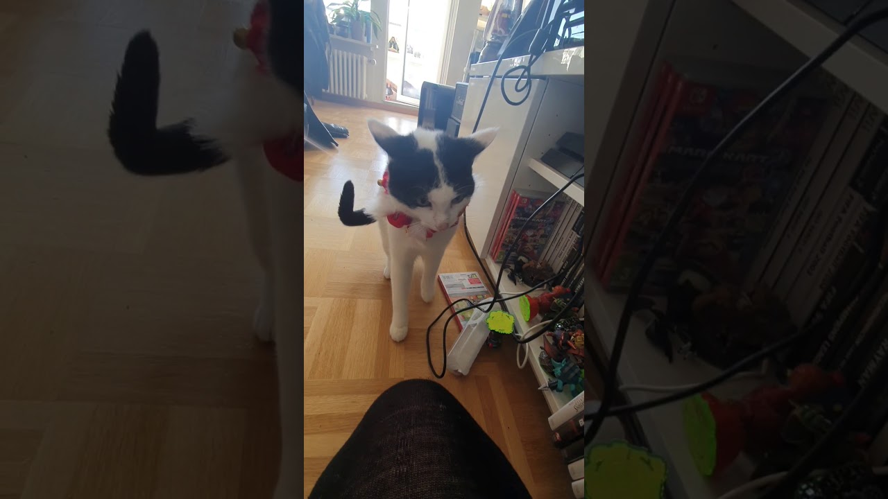 Michael Jackson Cat - YouTube