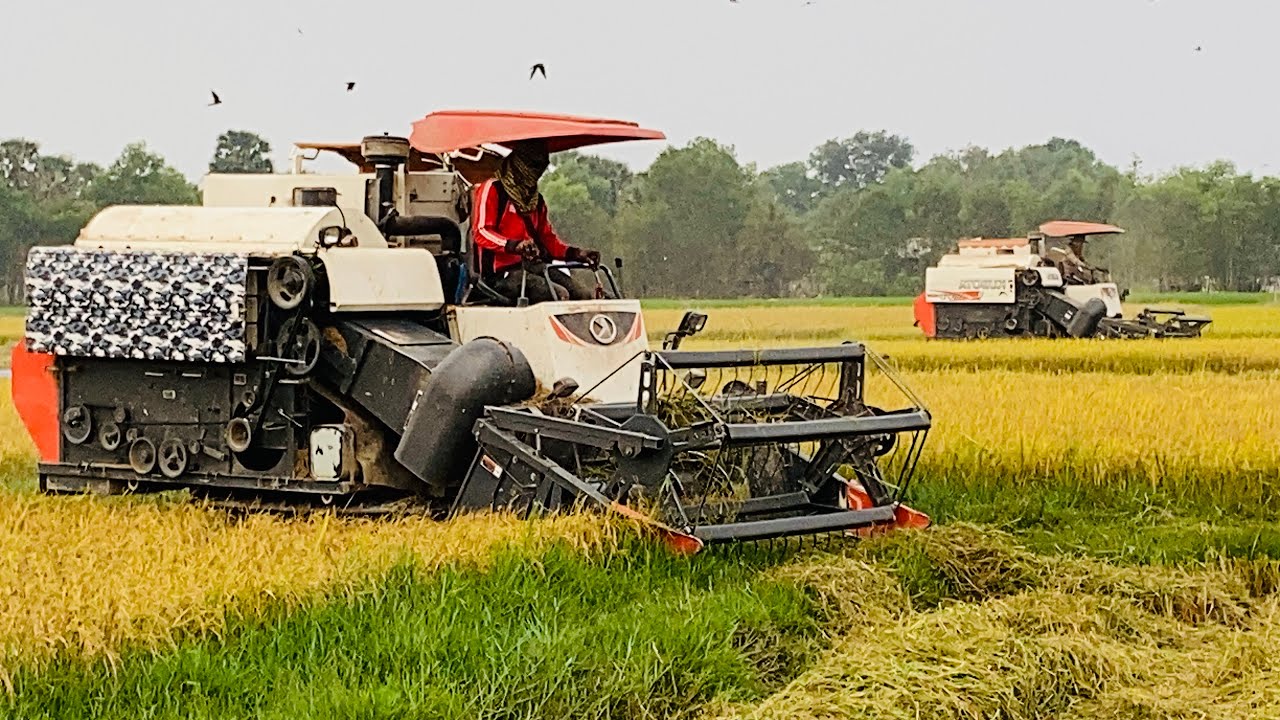 Harvesting rice by machine - YouTube