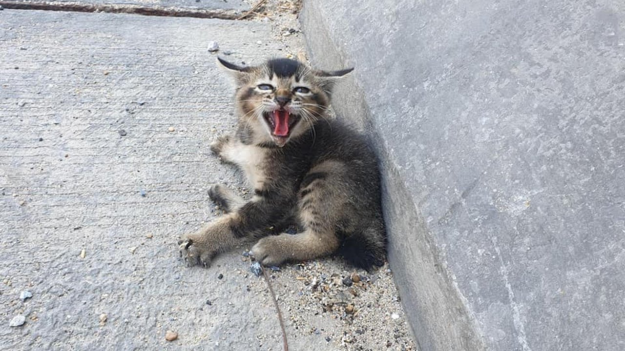 Poor Kitten Screaming Scared and Alone on the Road desperate waiting ...