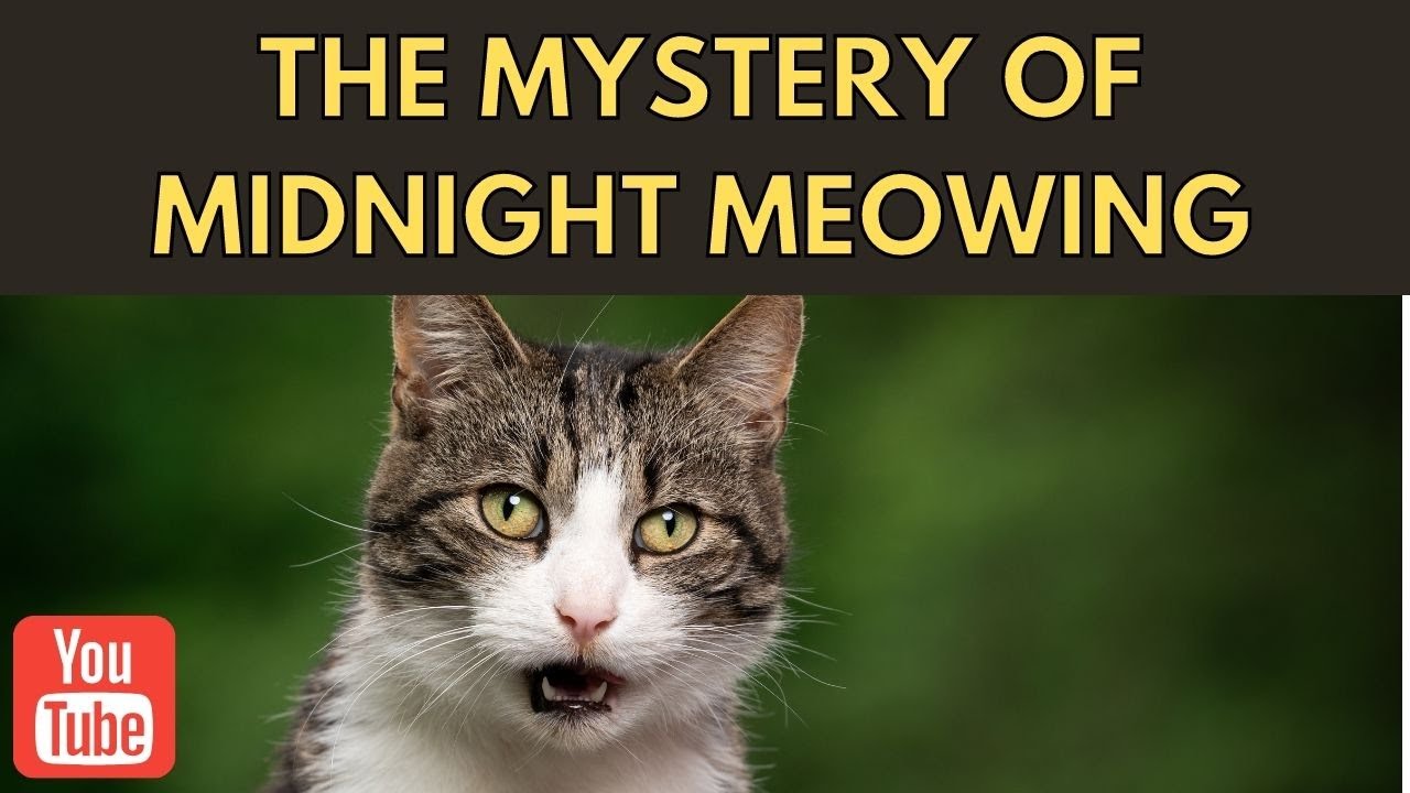 The Science Behind Why Cats Meow During the Night | Cats Facts - YouTube