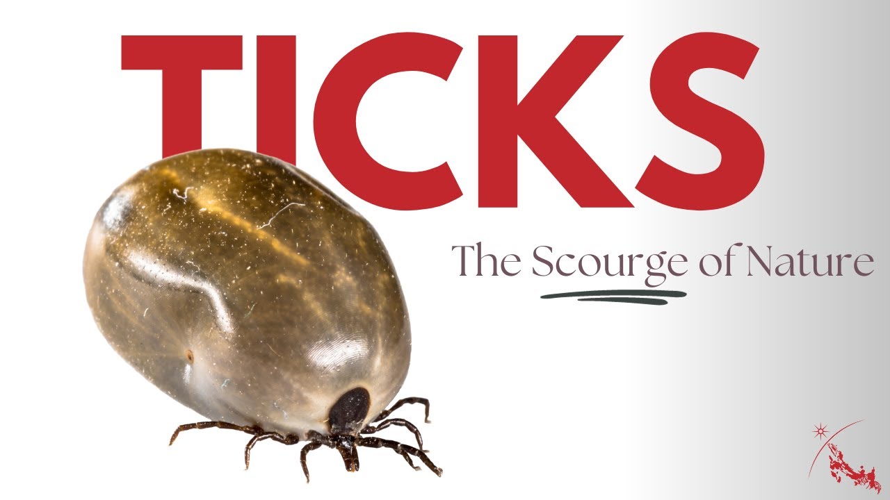 Tick Safety - YouTube