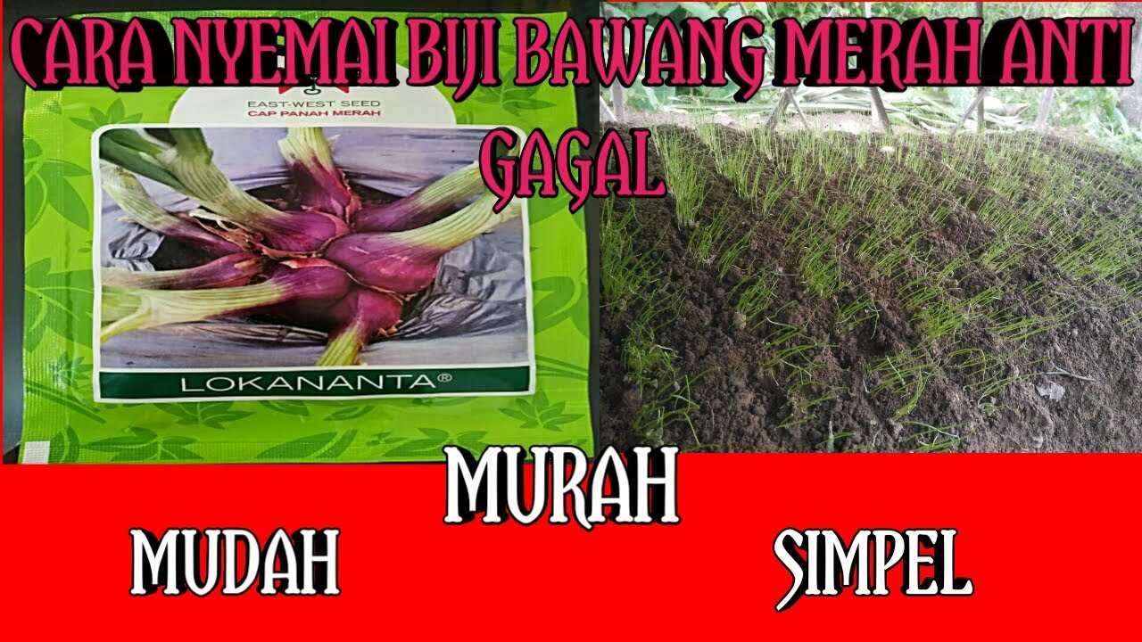 Cara mudah semai benih bawang merah - YouTube