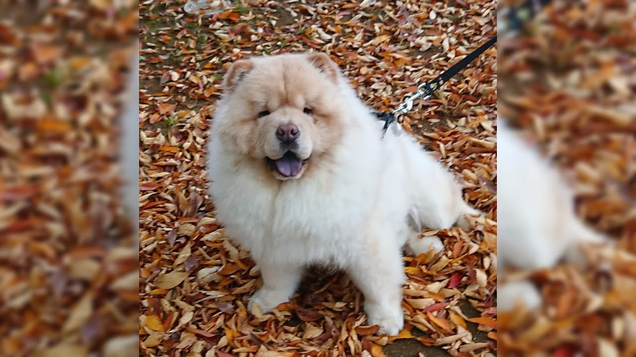 Chow Chow. Pro e Contro, Prezzo, Come scegliere, Fatti, Cura, Storia ...