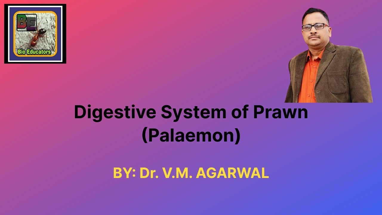 Digestive system of Prawn (Palaemon) - YouTube
