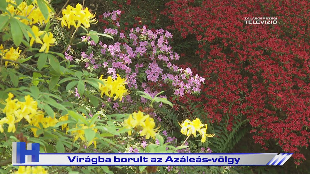 Virágba borult az Azáleás-völgy – ZTV Híradó 2025-05-09 - YouTube