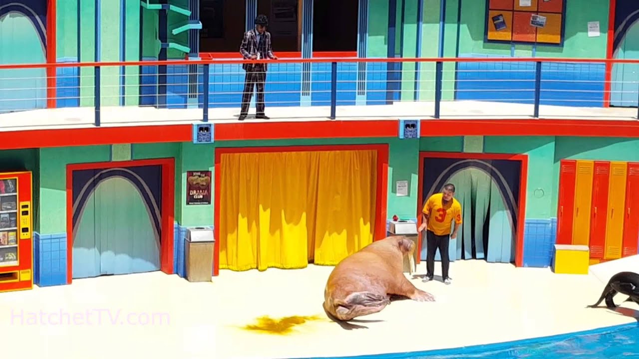 Walrus takes a poop on stage - YouTube