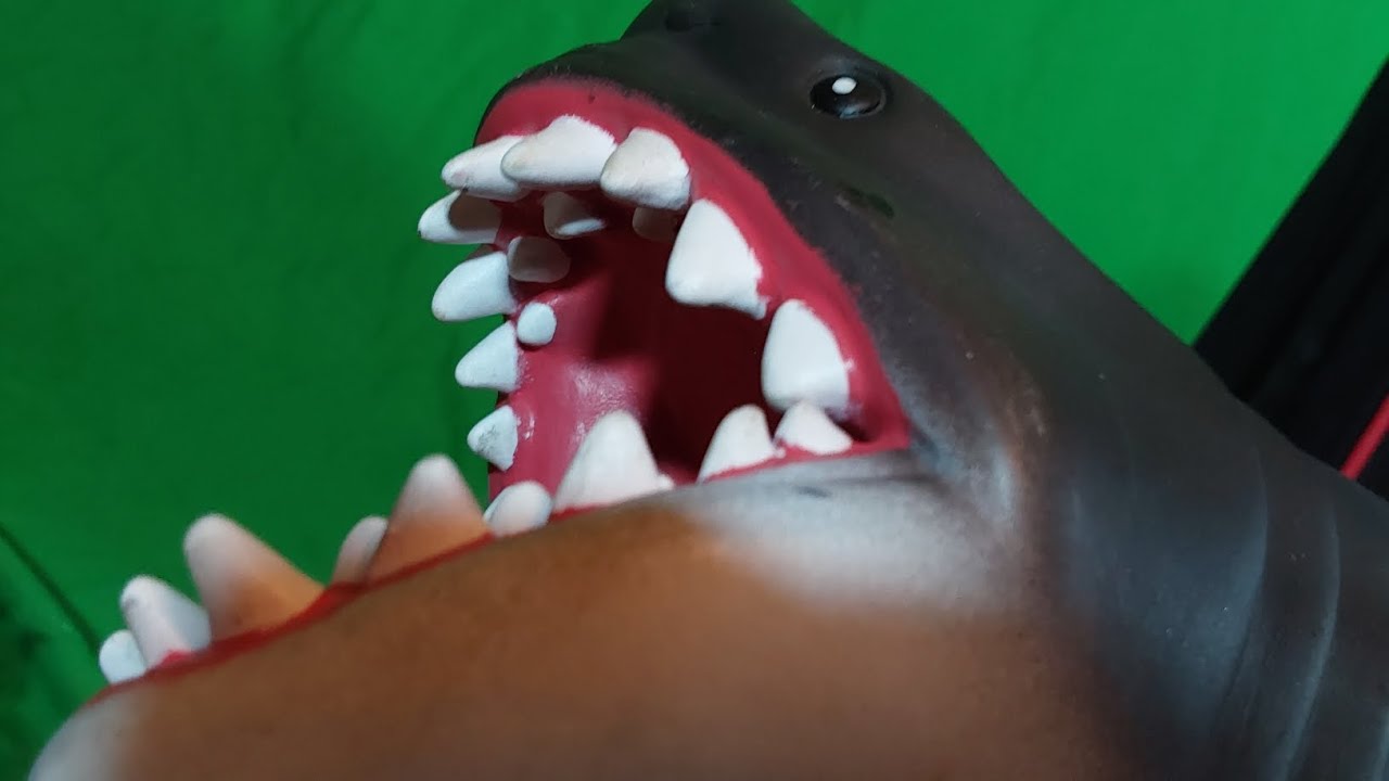 Shark attack 1 - YouTube