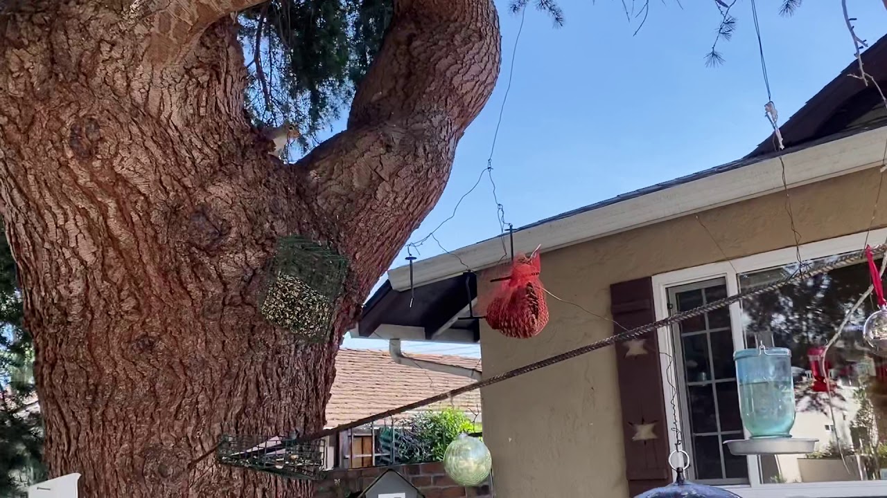 Squirrel in a tree with wind chimes - YouTube