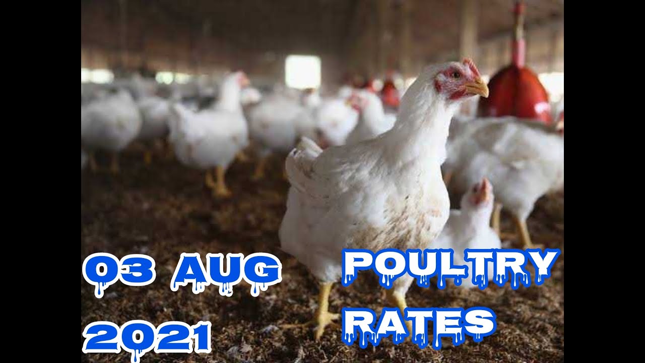 03 AUG 2021/PAK POULTRY RATE/PAK BROILER PRICE/PAK EGG PRICE/PUBJAB ...