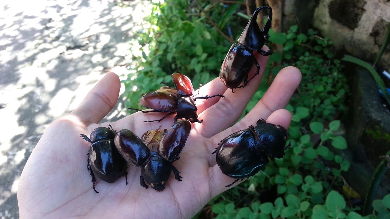 Rhinoceros Beetle from Philippines - YouTube