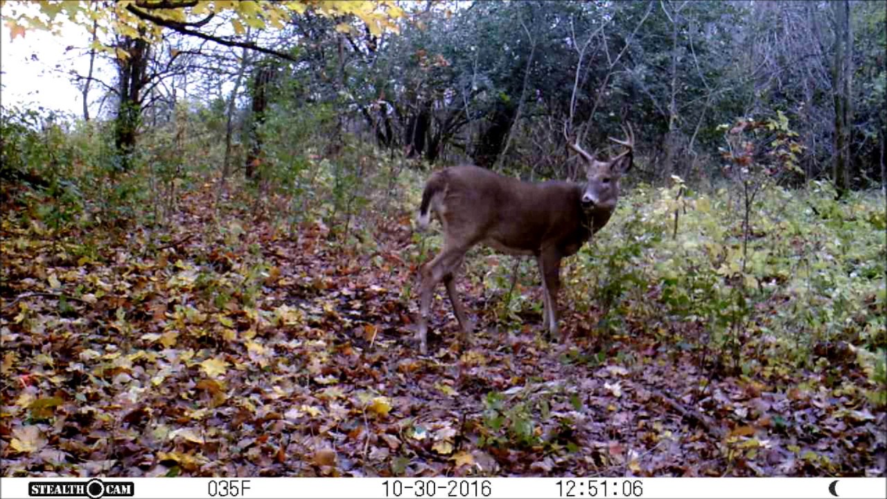 8pt. Ontario Whitetail Deer Buck Visits Active Scrape - YouTube