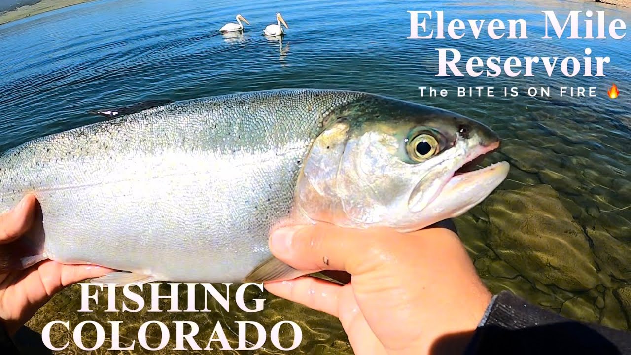 How to fish Eleven Mile Reservoir from shore & in a Boat 2025 - YouTube