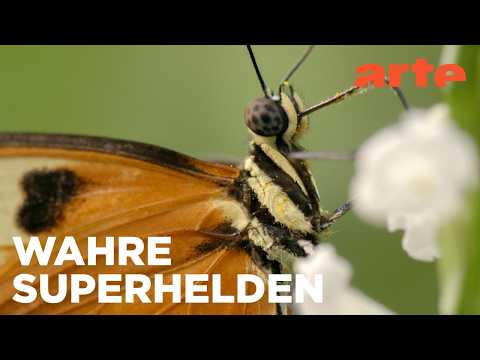 Best Of | Schmetterlinge!!! Superhelden der Natur | ARTE Fernweh