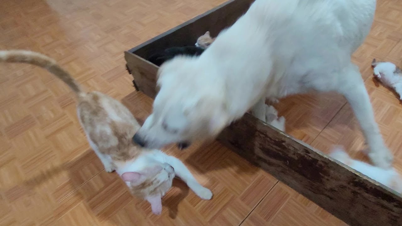 Angry Mother Dog Attack Cats And Doesn't Let Approach To Protect ...