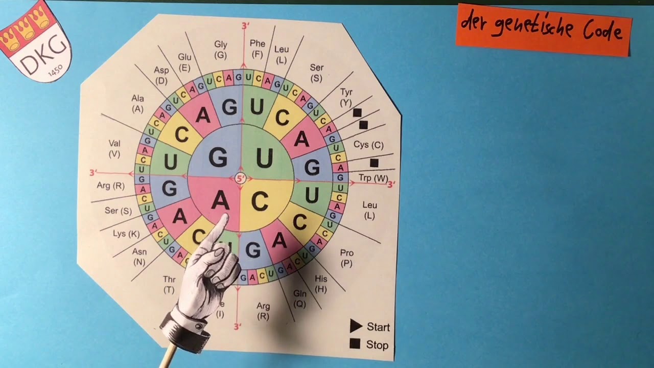 Genetik 11 Nirenberg, Matthaei und der universelle Gen Code - YouTube