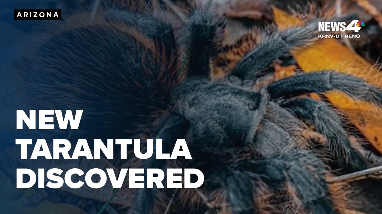 A new species of Tarantula has been discovered - YouTube