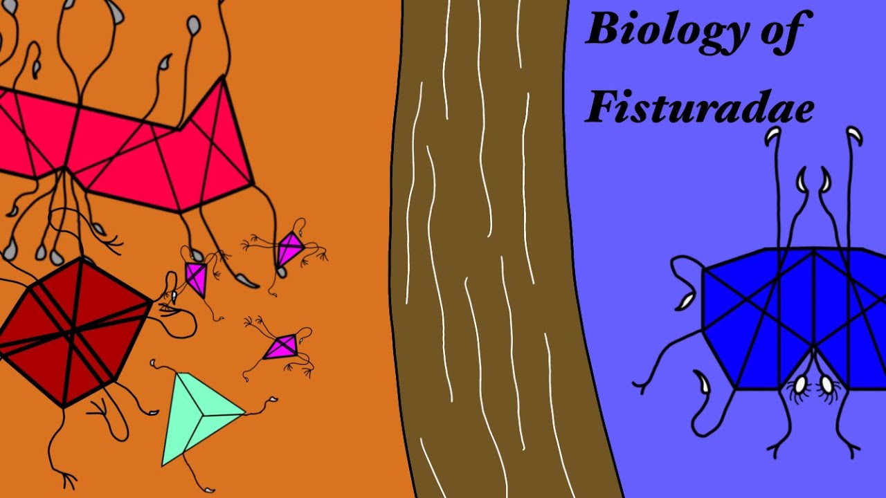 Biology of fisturadae | SBIAMC - YouTube