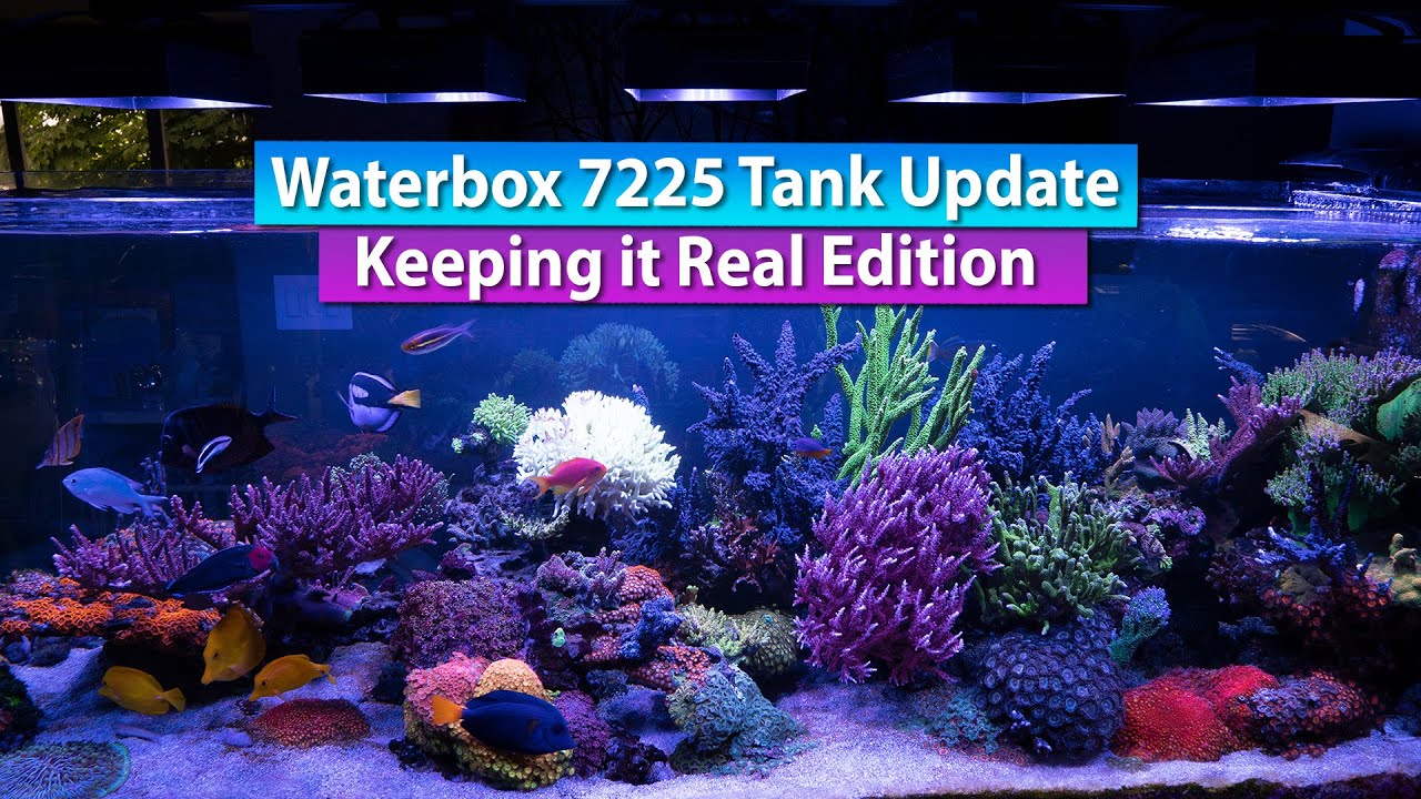 Waterbox 7225 Tank update - Keeping It Real - Reef Tank Tour - YouTube