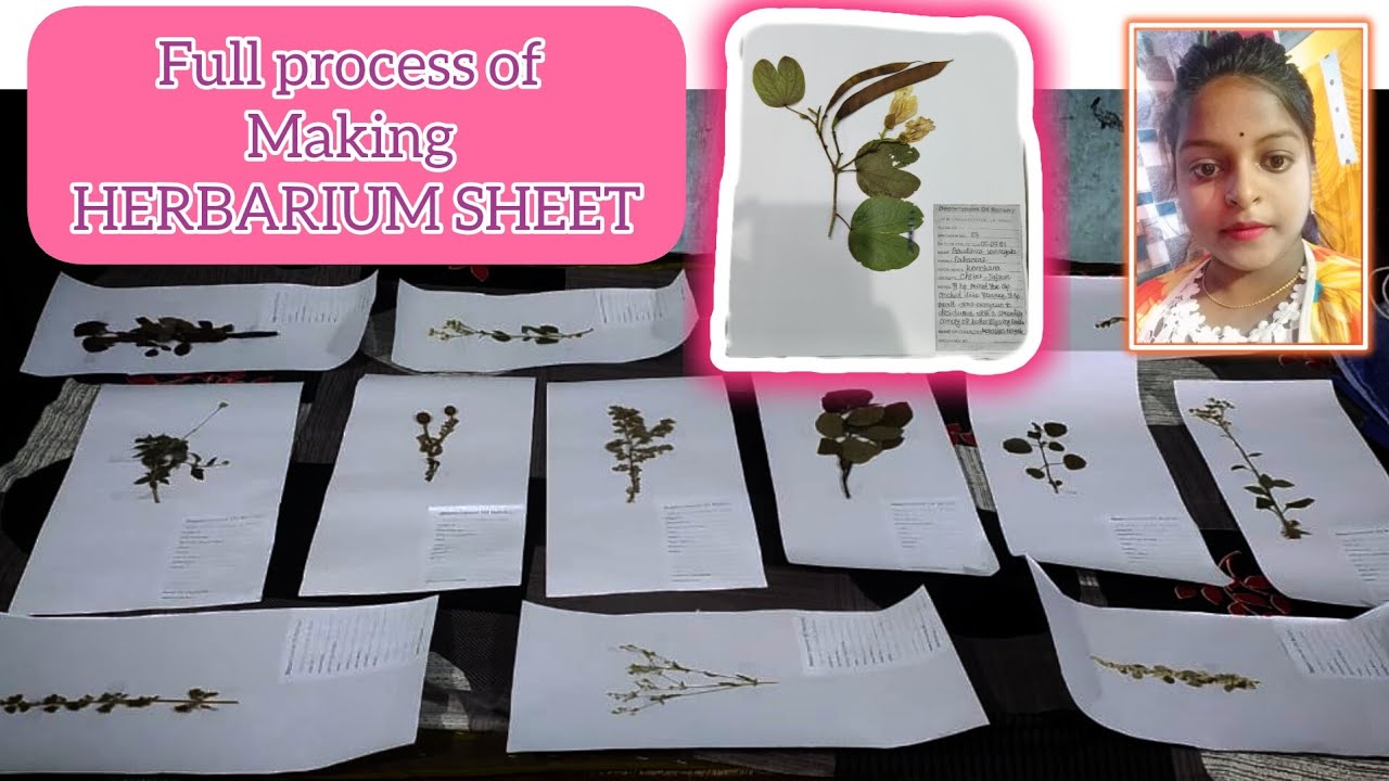 Herbarium sheet making tutorial 🍃|A to Z full process 💯 | B.sc Botany ...