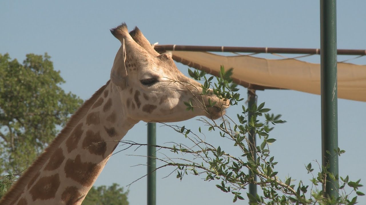 The animals of Aggieland Safari - YouTube