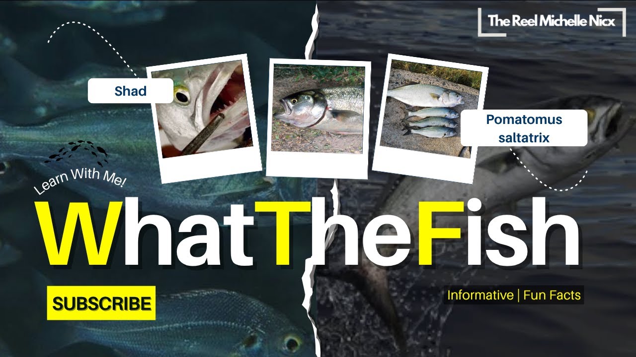 What the Fish Ep.3 : SHAD – South Africa’s Most Savage Surf Predator ...