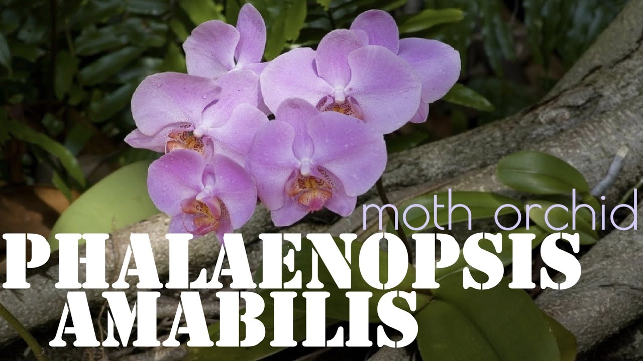 Here you go some of the beautiful Orchid plants @Sanjipjina ...