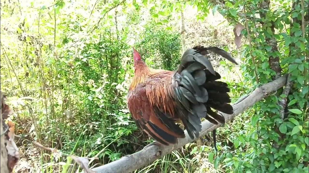 Qaib f2 Qua Zoo dib Tuaj Zoo 0302132069 app 02095873356 - YouTube