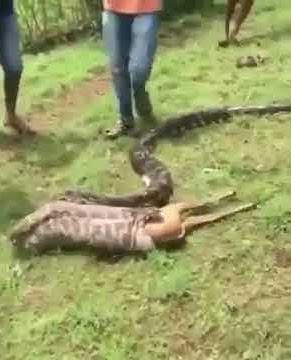 Python eats whole impala - YouTube