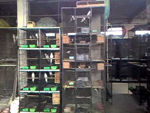 MY BIRDS CAGES & AVERY - YouTube