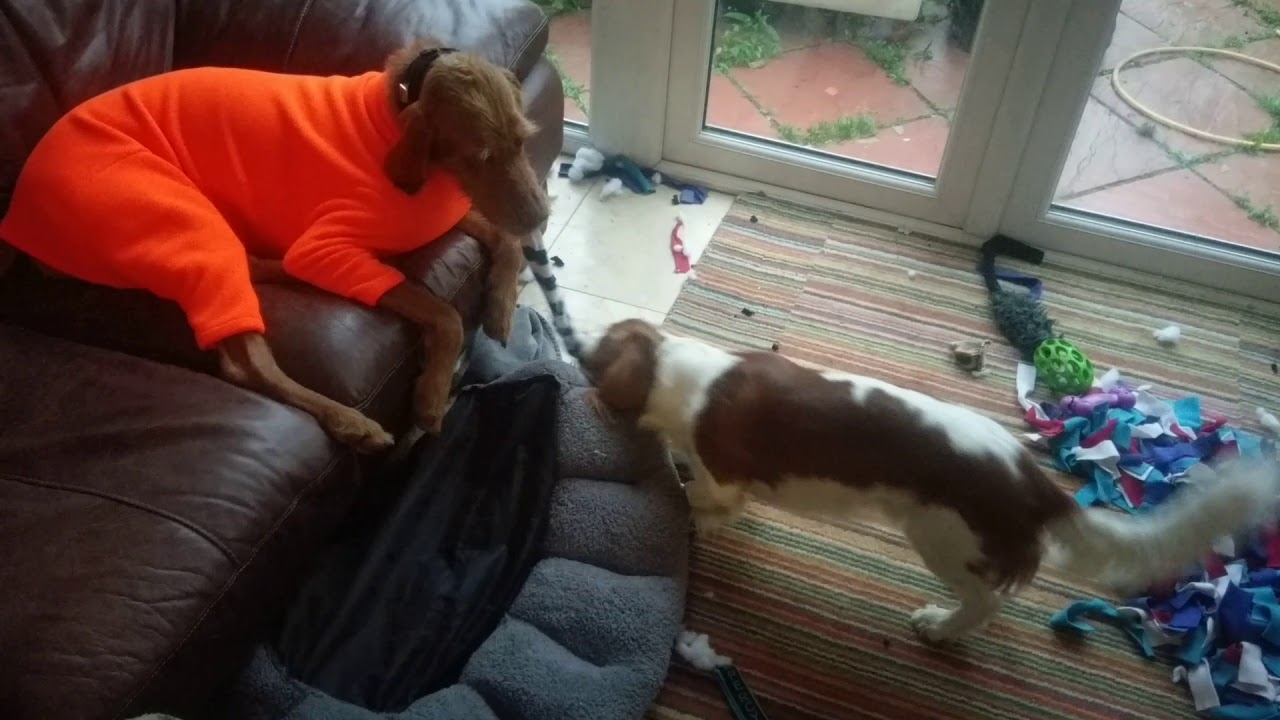 Playtime with the tango monster - YouTube