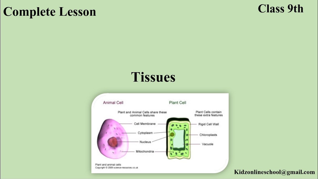 Class 9 Science Chapter 6 || Tissues - Full Lesson || 9th class Science ...
