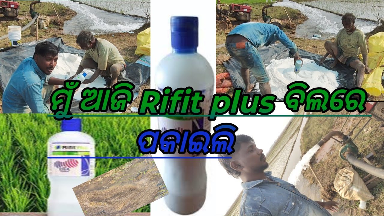 ମୁଁ ଆଜି ବିଲରେ Rifit Plus Mr Pravat vlog 2 /#mrpravatvlog2 /#vlogs /# ...