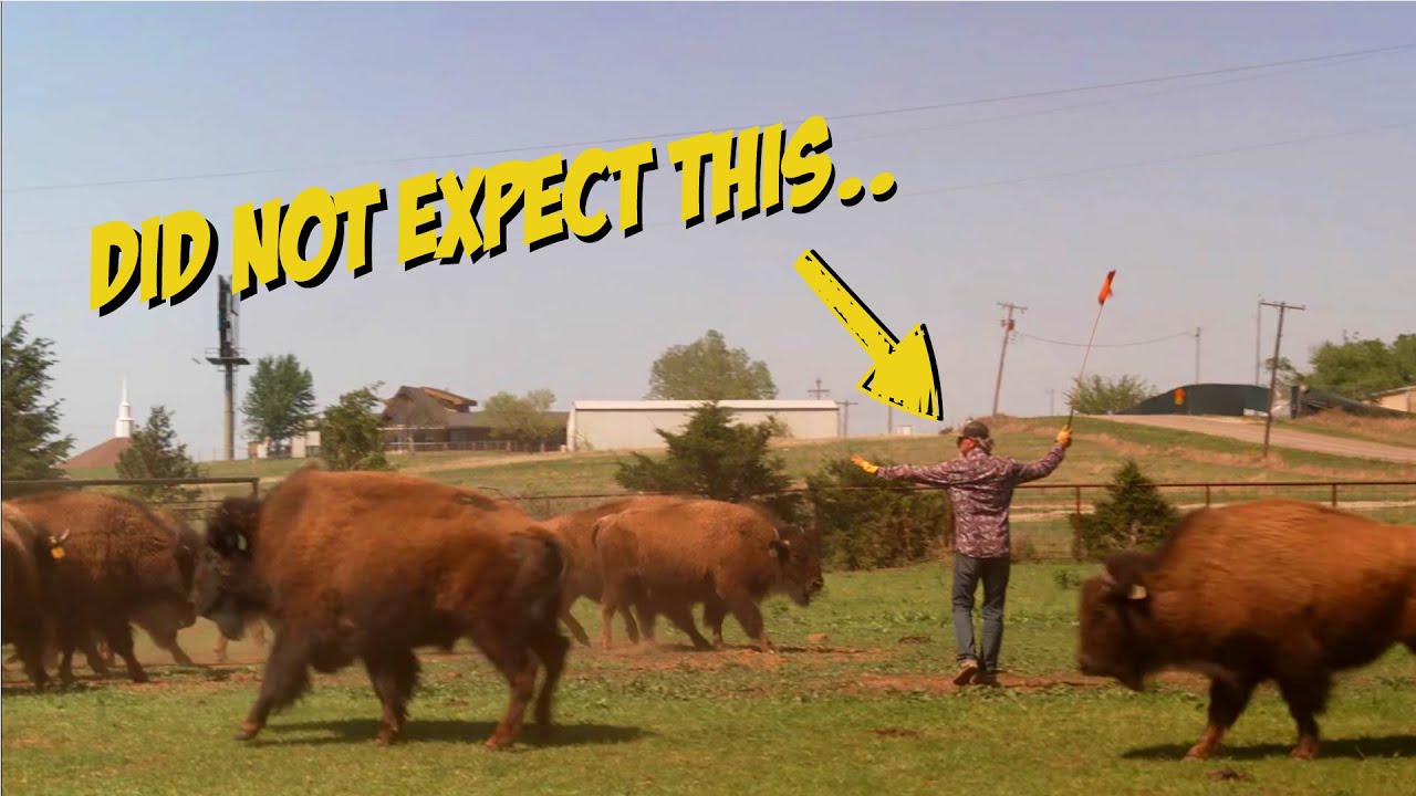 Cross Timbers Bison Ranch | Spring Working - YouTube