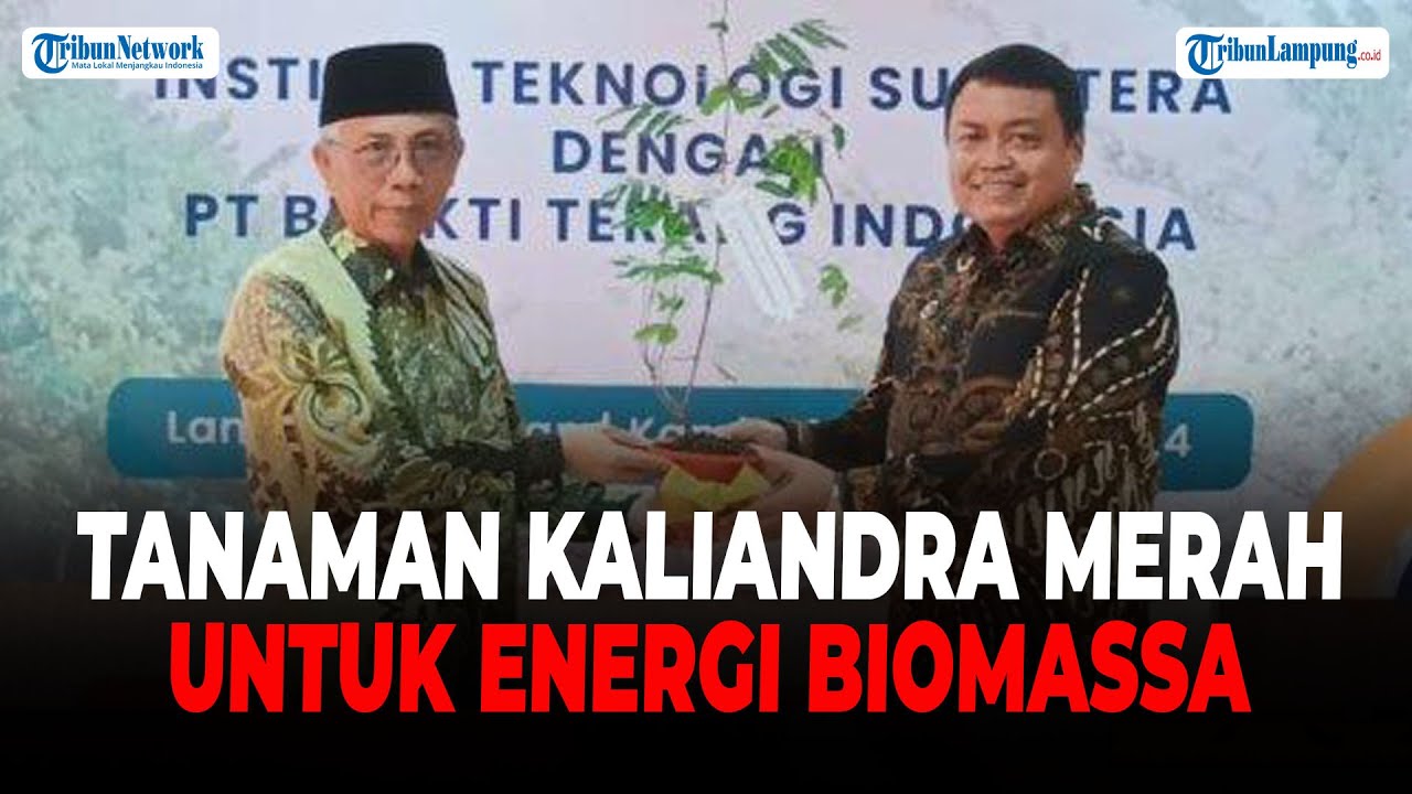 PT Bhakti Terang Indonesia Kembangkan Tanaman Kaliandra Merah untuk ...