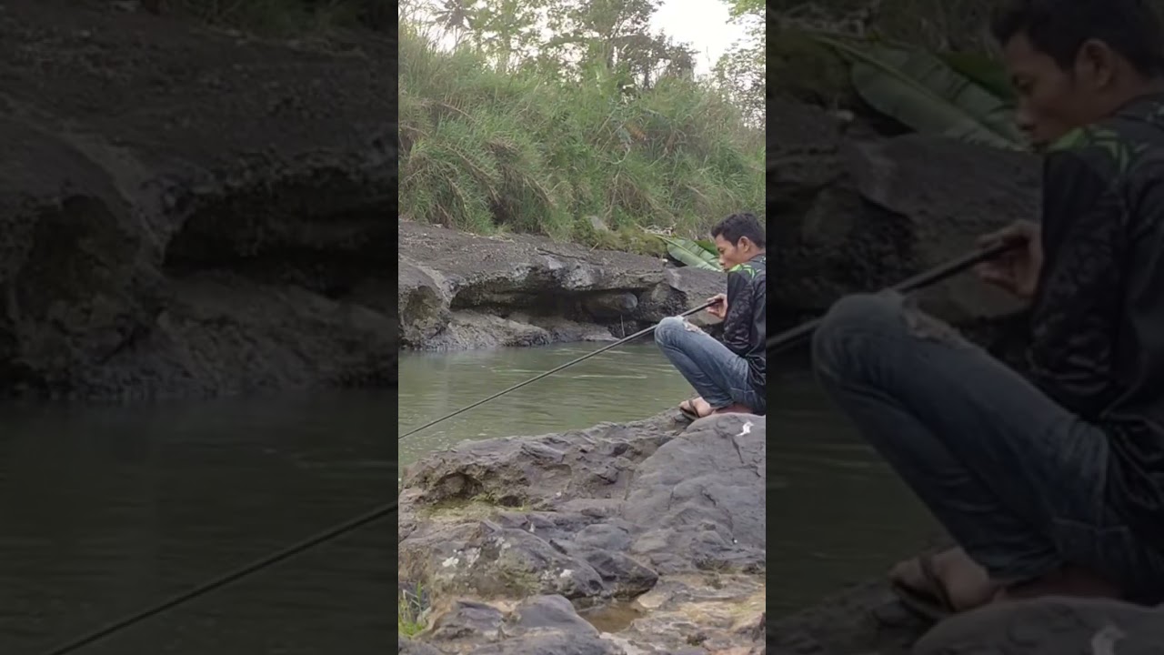 mancing nilem di kali progo umpan lumut#mancingnilem - YouTube