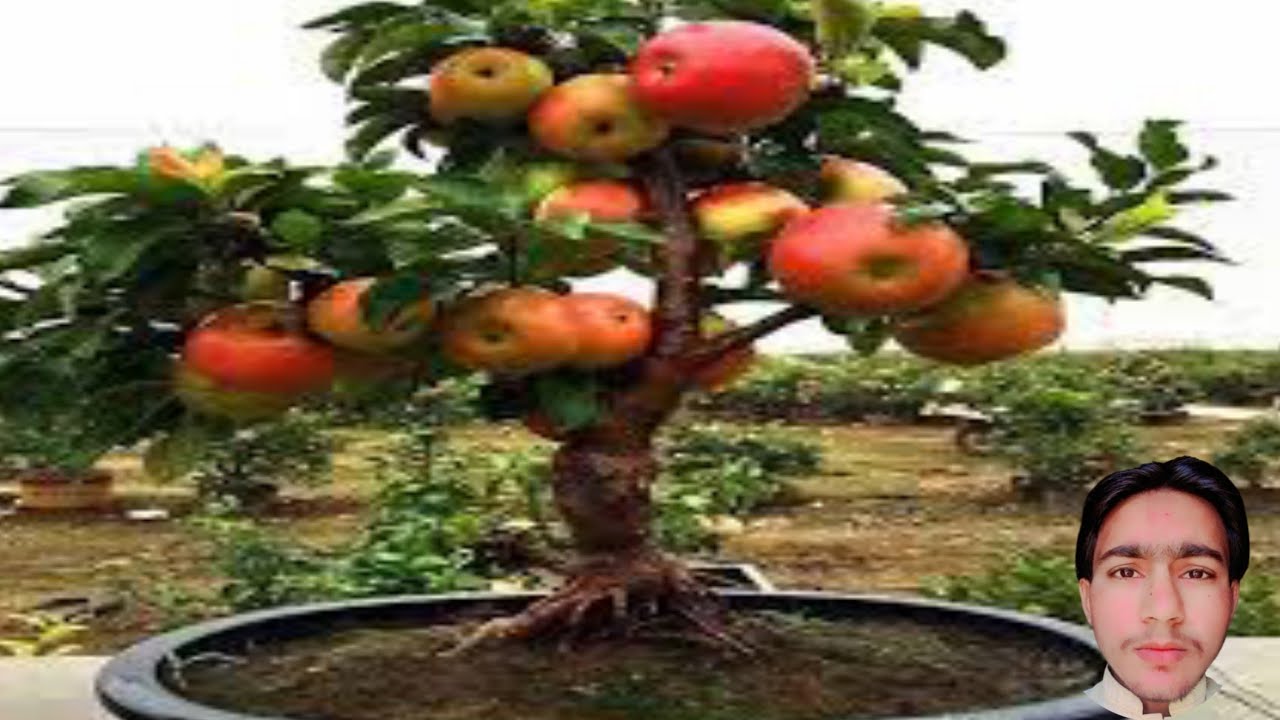 Apple and orange Grafting Method - YouTube