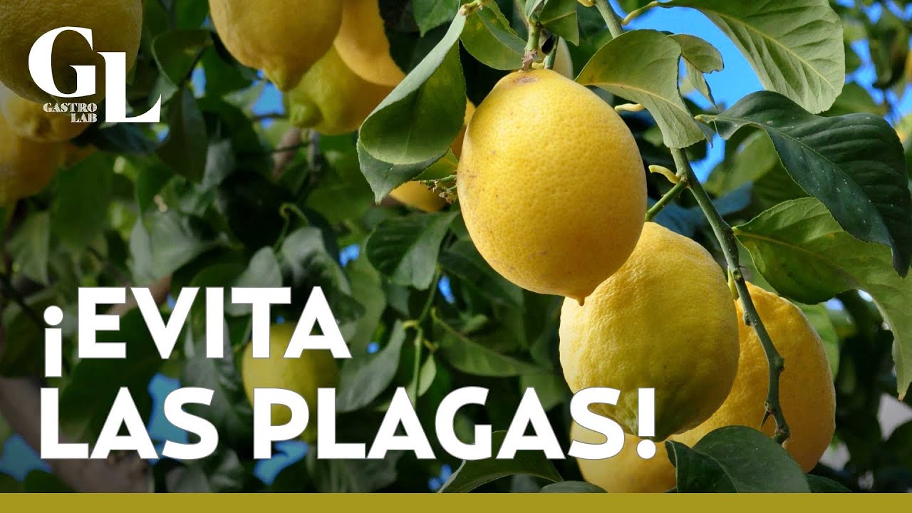 ¡Cuida tu limonero si tiene manchas en sus hojas! Puedes tener una ...