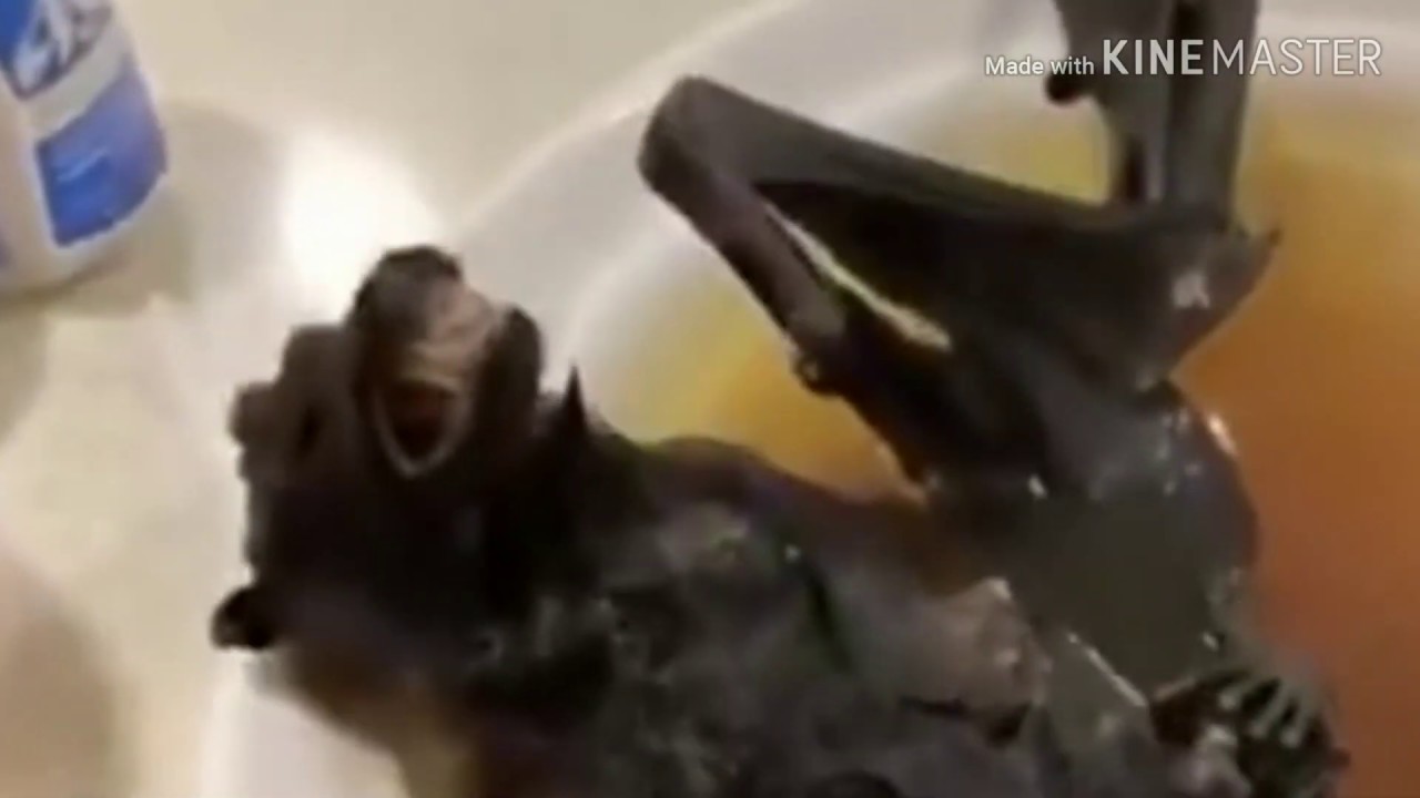 Chinese woman eating Bats - YouTube