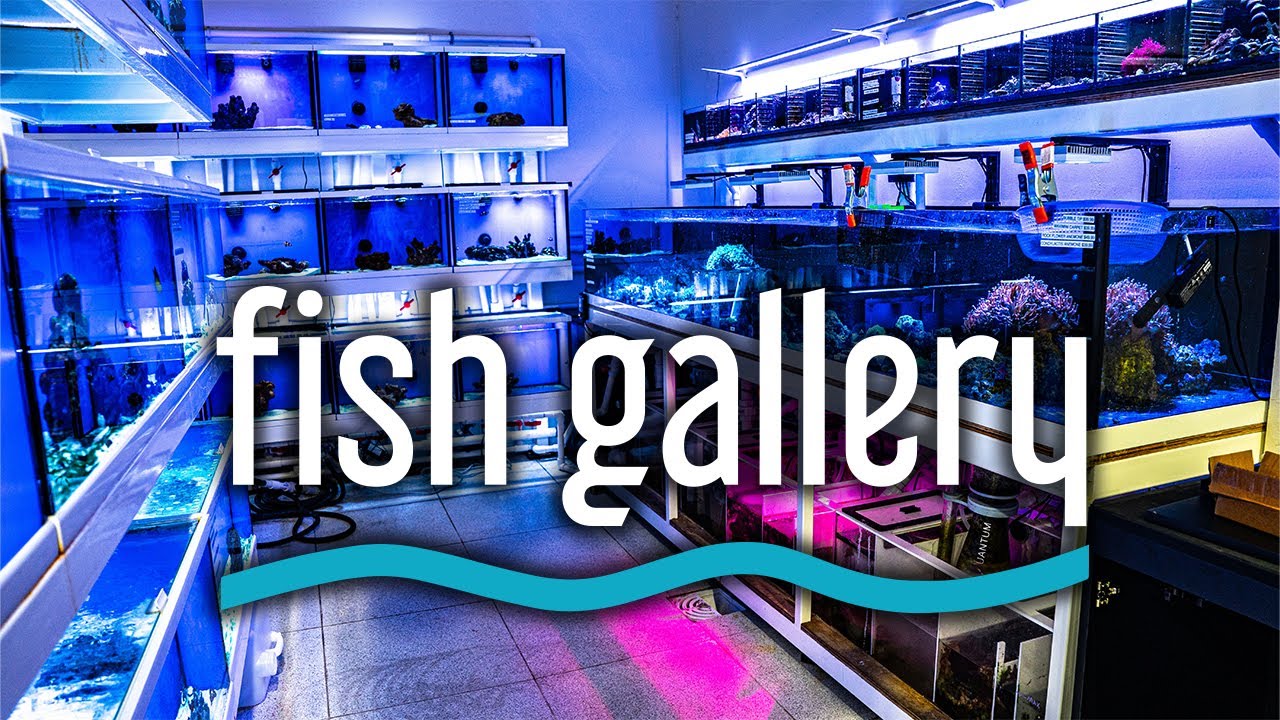 Fish Gallery Full Tour! - YouTube