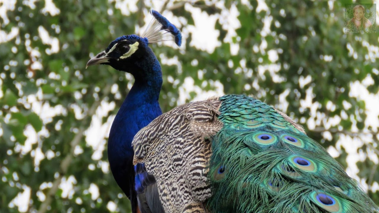 PTAKI - PAWIE - YouTube