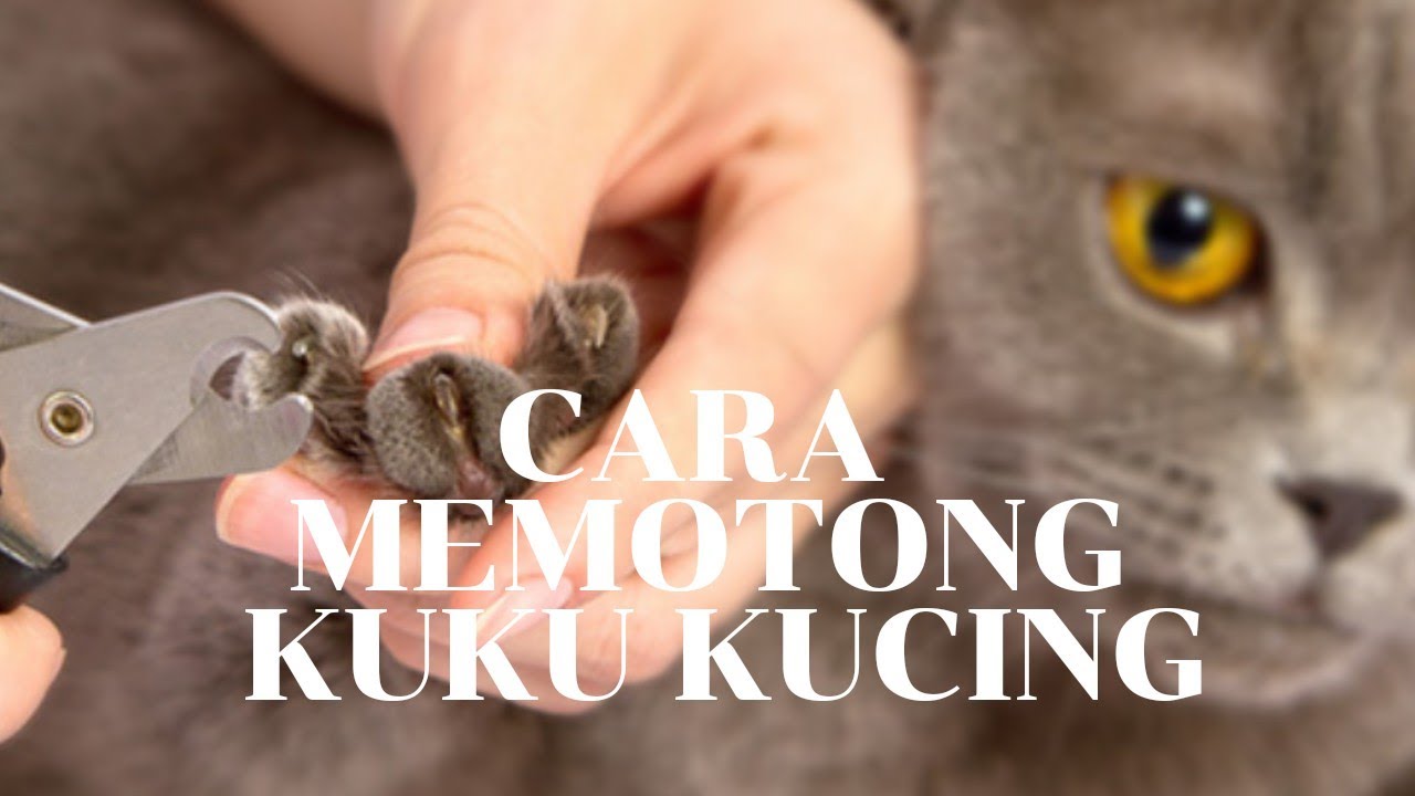 CARA MEMOTONG KUKU KUCING SUPAYA TIDAK LUKA - YouTube