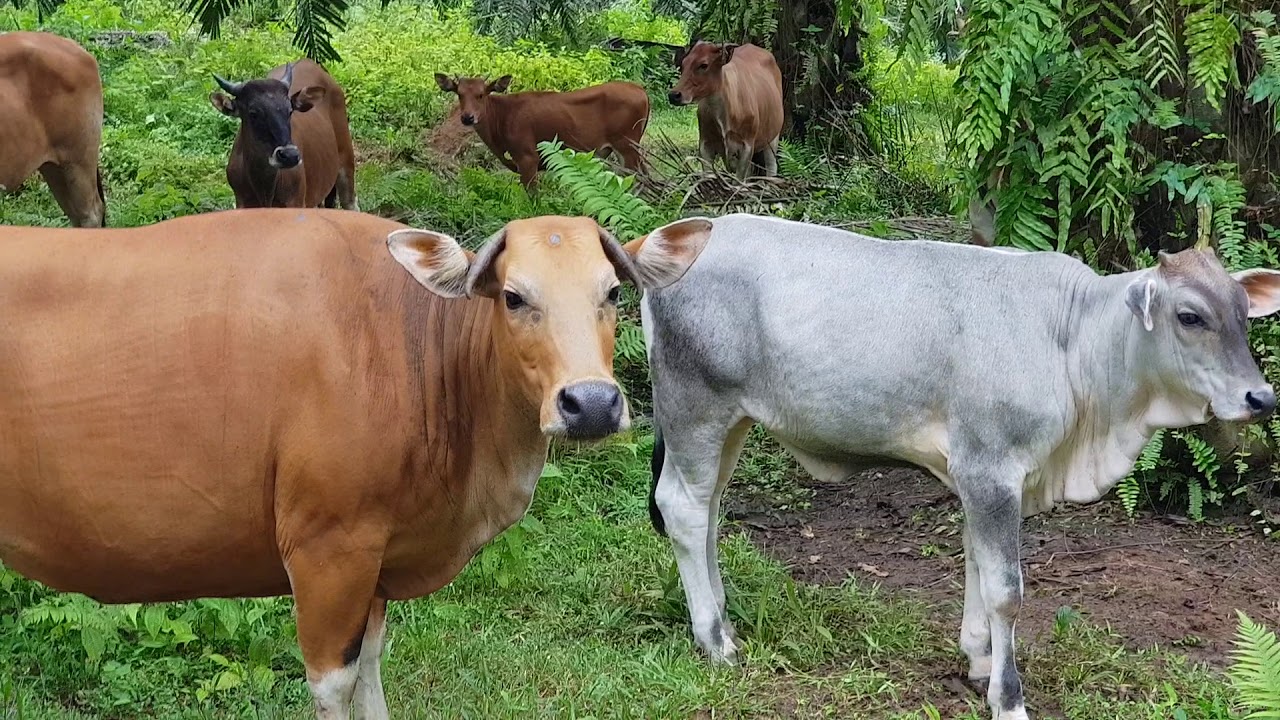 Integrasi Sapi dan Kebun Sawit Padasa Asahan - YouTube