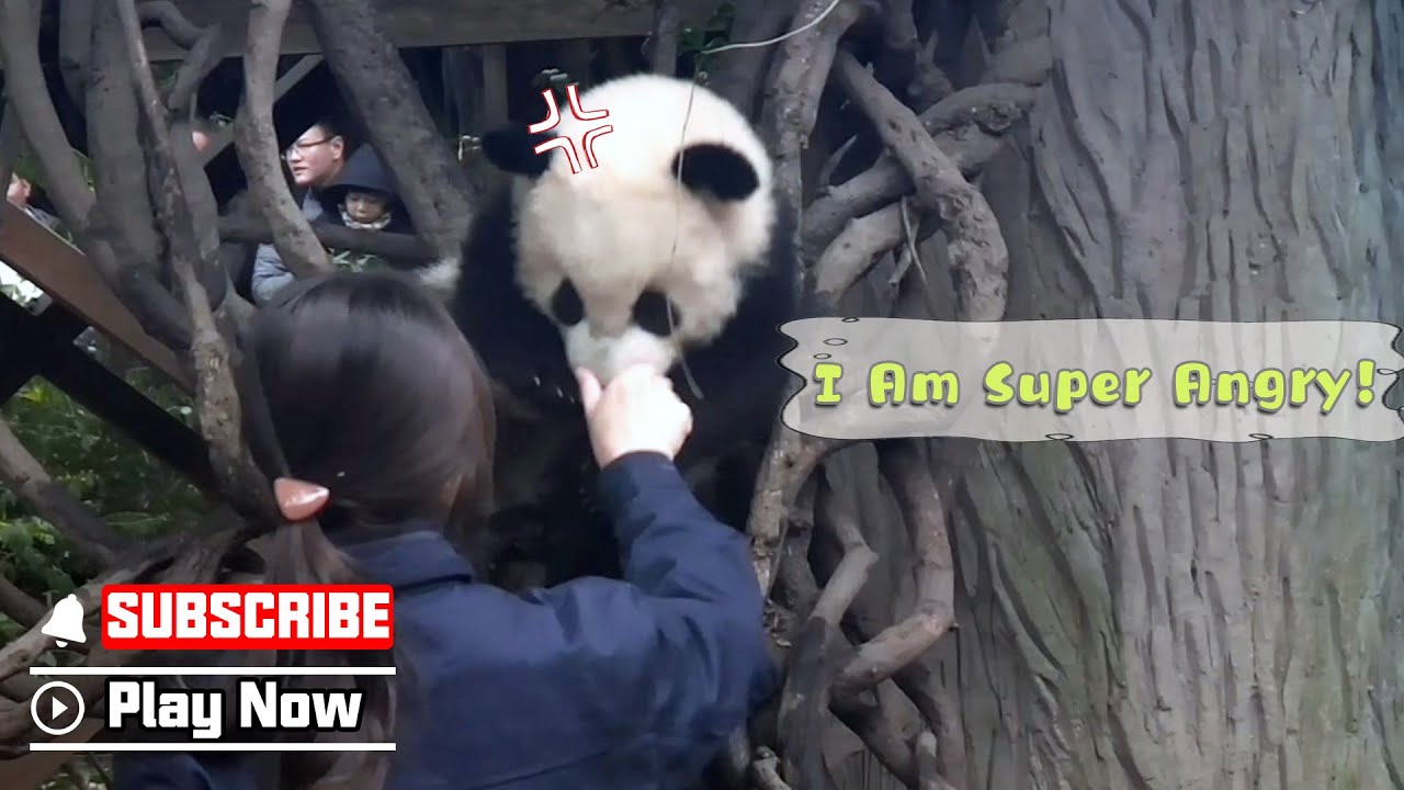 Have You Ever Seen Pandas Lose Their Temper? | iPanda - YouTube