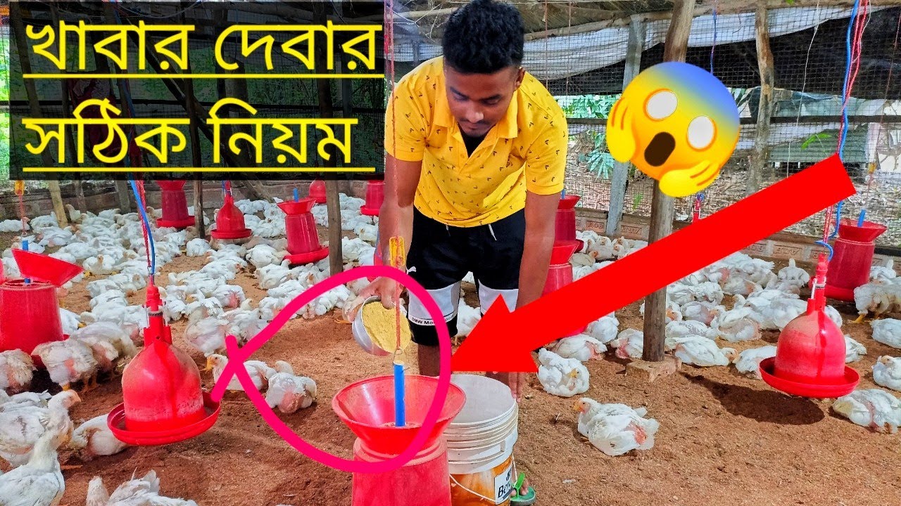 Rules For Feeding Boiler Chickens।। - YouTube