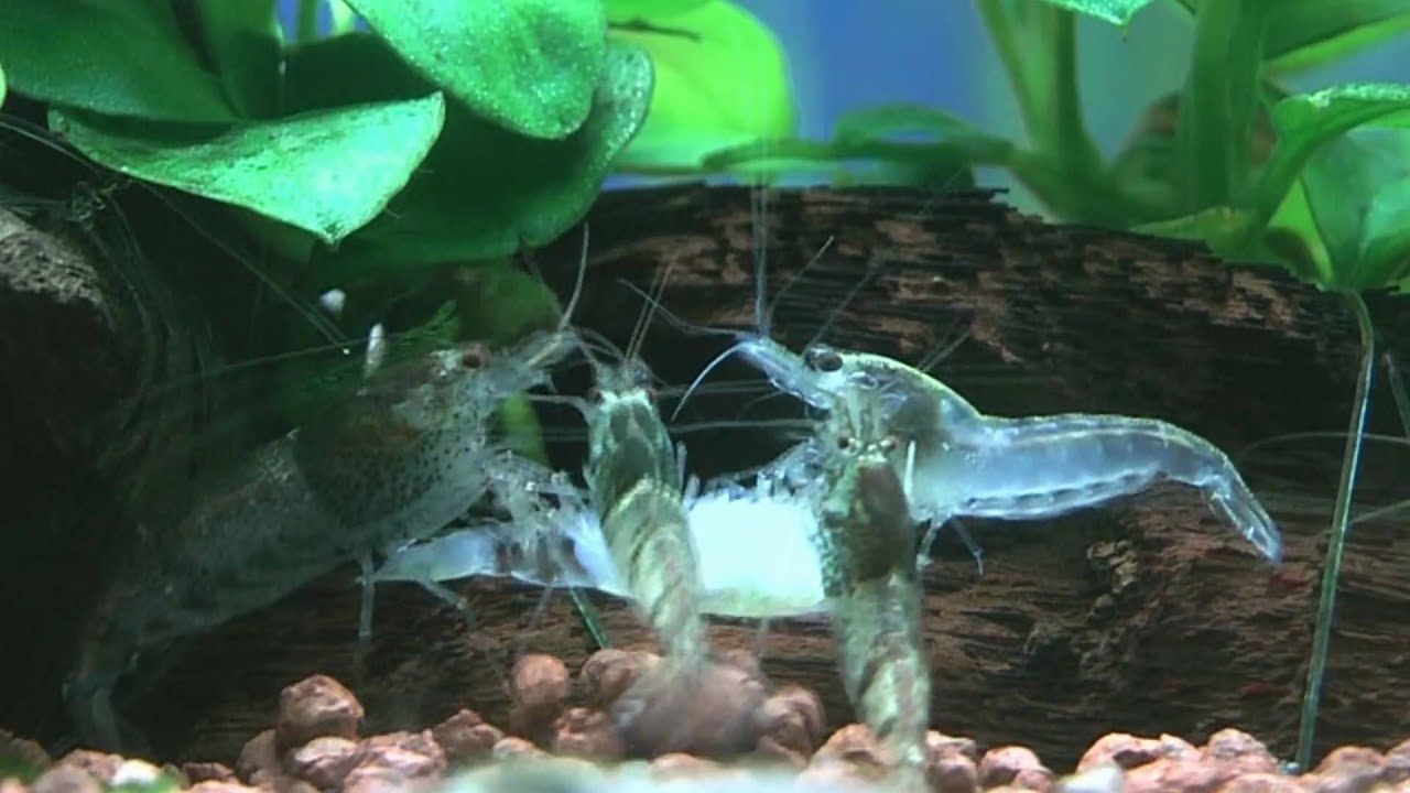 Cannibalism in Freshwater Shrimps - YouTube