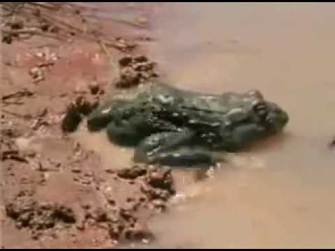 Frog Saving Children - YouTube
